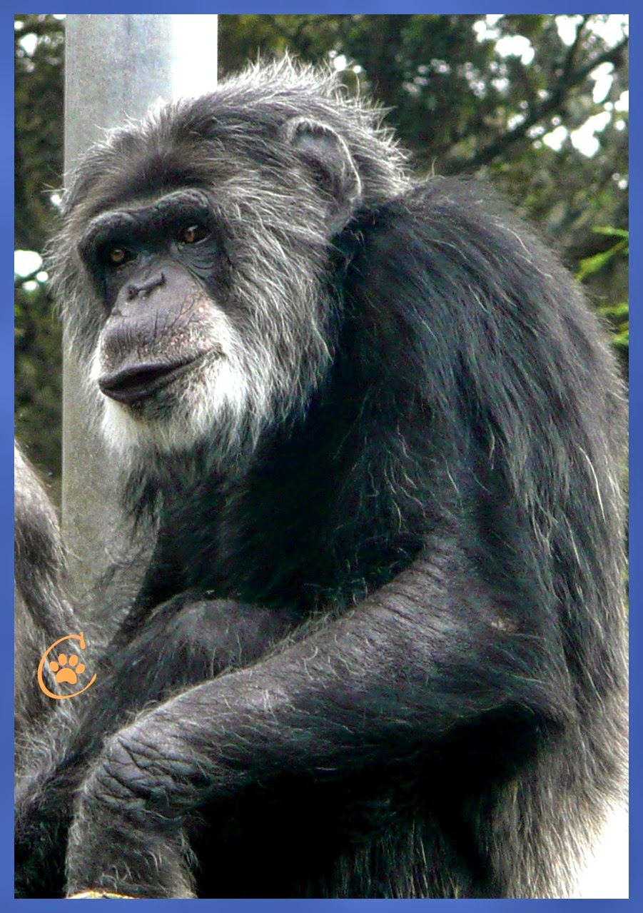 Save San Francisco Zoo Chimps - UPDATES!: Our Male Chimp at 57 is Like ...
