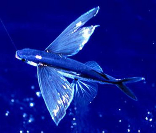 ngedit picture: Super amazing flying fish