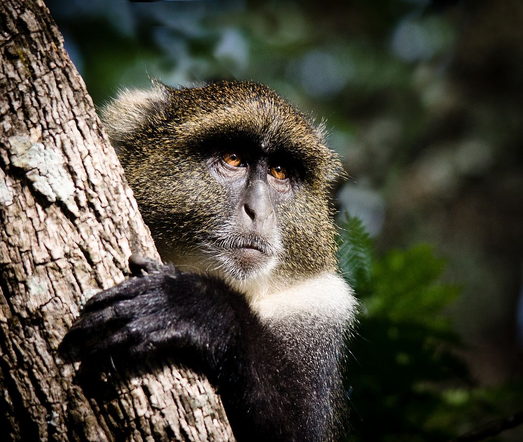 Elsen Karstad's 'Pic-A-Day Kenya': Sykes Monkey- Mt. Kenya