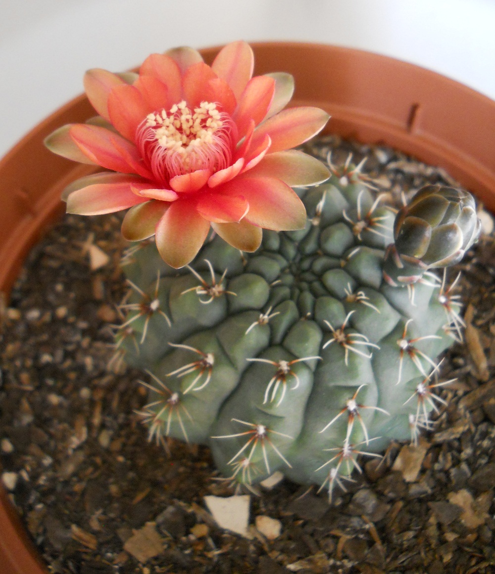 Plantas para hombres: Gymnocalycium baldianum