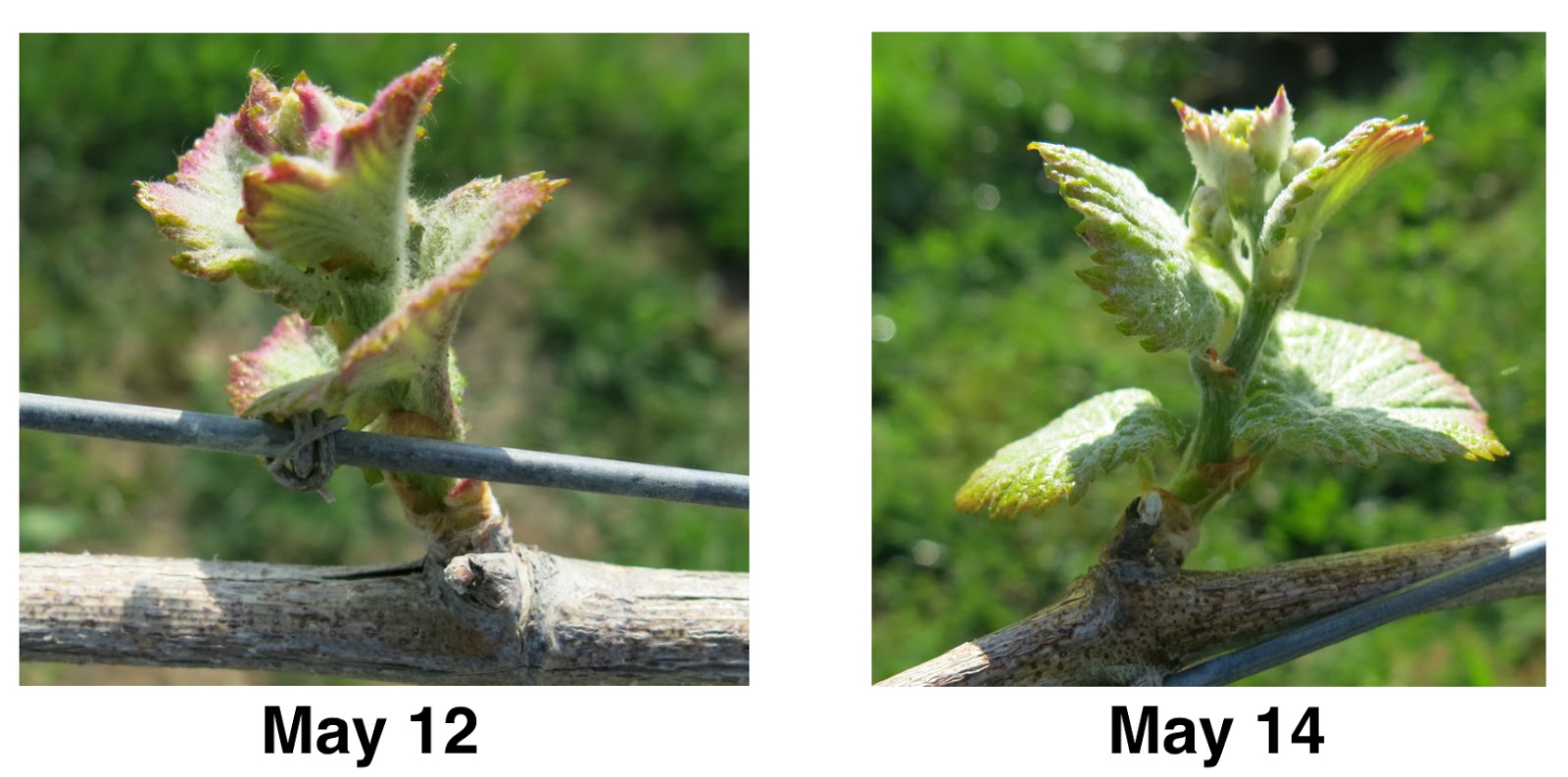 EnoViti: Seven Stages of Shoot Growth