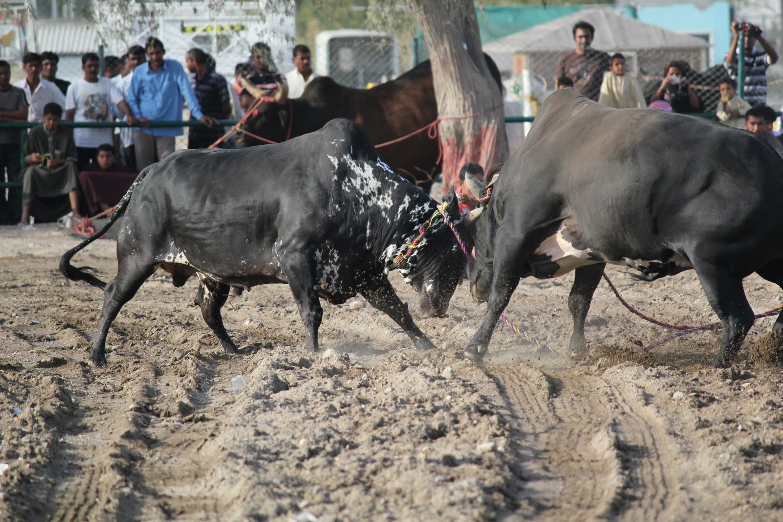 Arabian Tales and Other Amazing Adventures: Weekend Excursion from ...