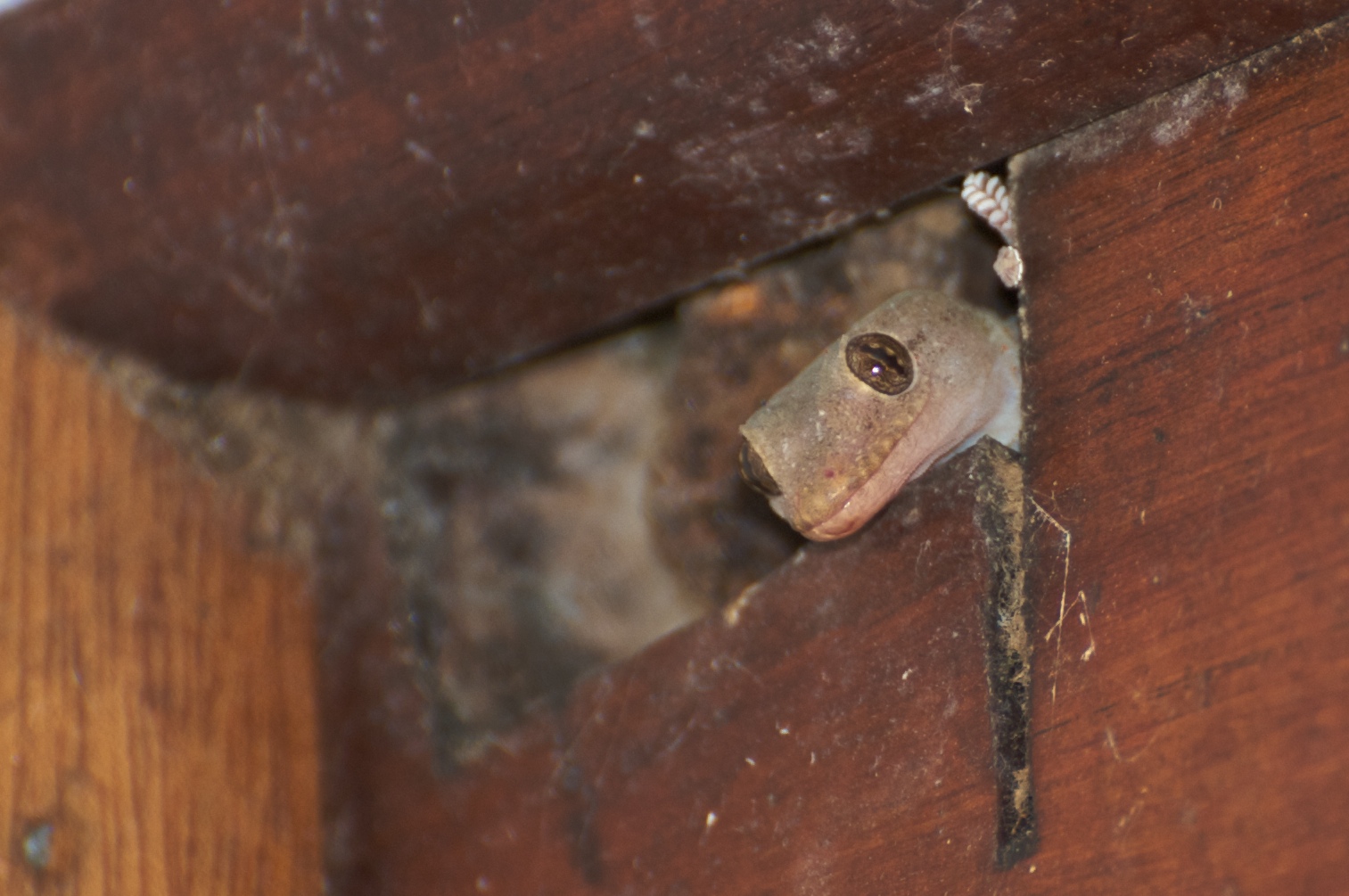 9 cara halau cicak yang suka berak merata di rumah anda | Jas-du-it