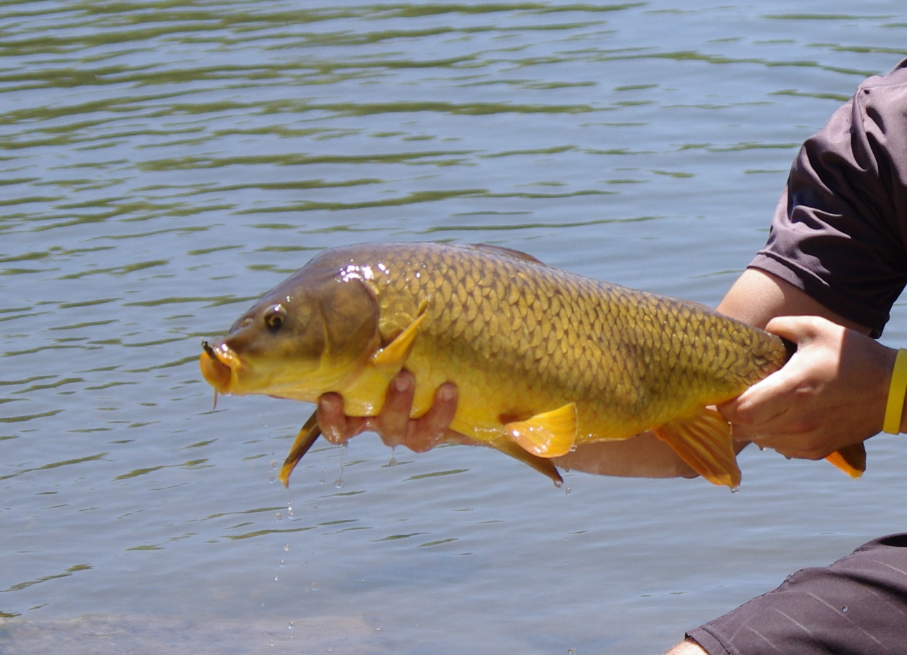 This River is Wild: Carp Flies