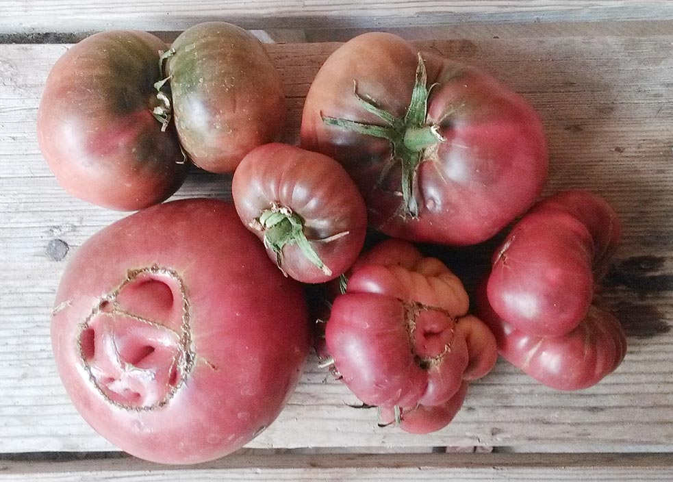 dextrangis: tomates rosas