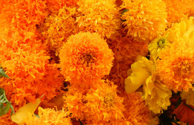 CONOZCAMOS MÁS DEL CEMPASÚCHIL