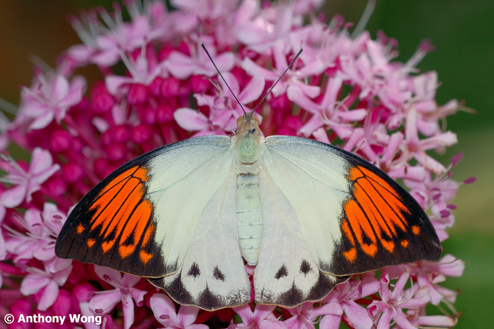 Butterflies of Singapore: Lepidoptera exotica
