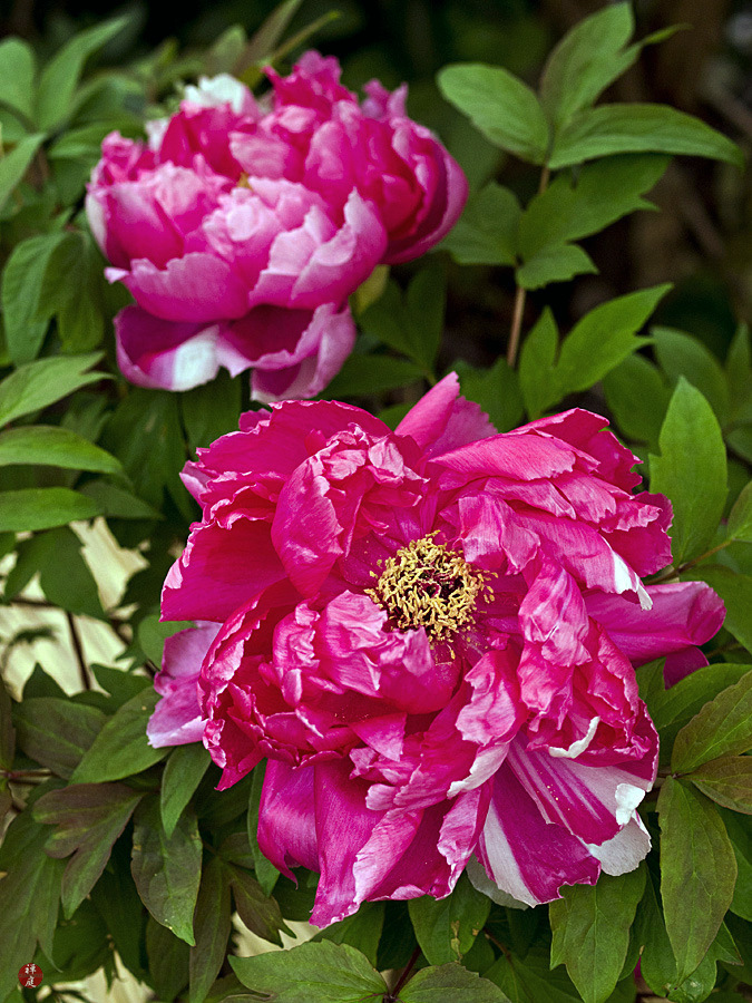 FROM THE GARDEN OF ZEN: Winter-peony flowers in Tsurugaoka-hachimagu