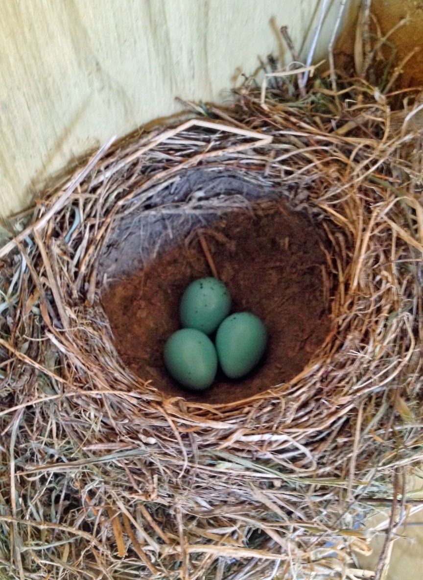 Willowbrook Park: NZ Song Thrush