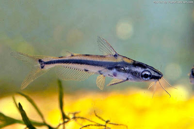 DELTA ORNAMENT: shadow catfish Hyalobagrus flavus