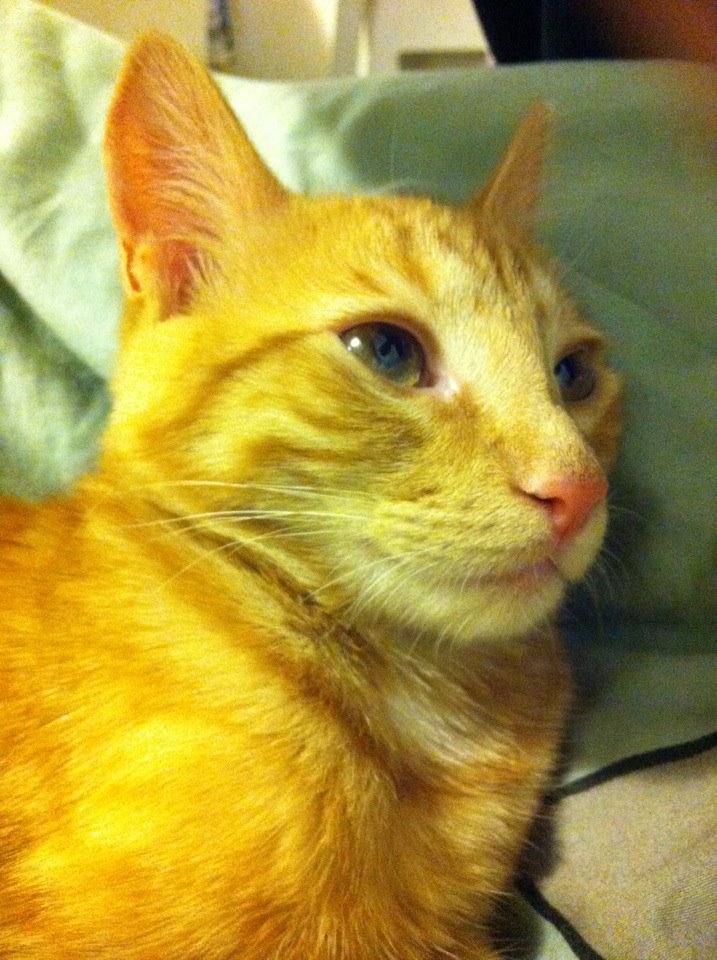 Pink Lemonade: Cat faces