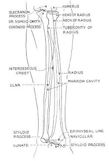 Radiographic positioning: Forearm - AP