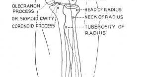 Radiographic positioning: Forearm - AP