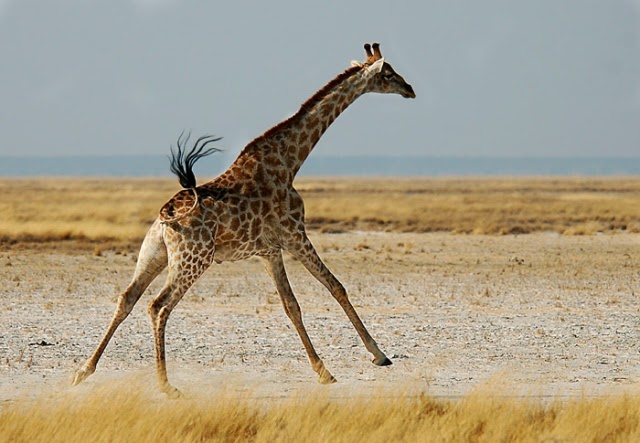 Encyclopedia: Giraffe Running