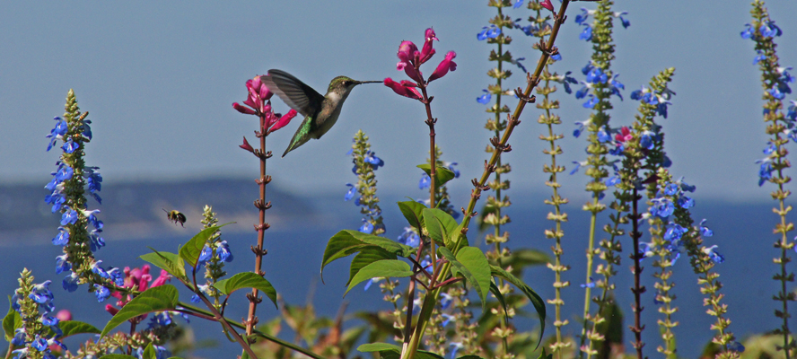 A Long Island Summer In Pictures: THE BAITING HOLLOW HUMMINGBIRD SANCTUARY