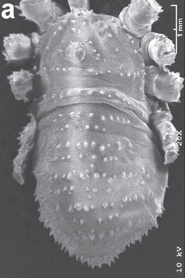 Variety of Life: Homolophus