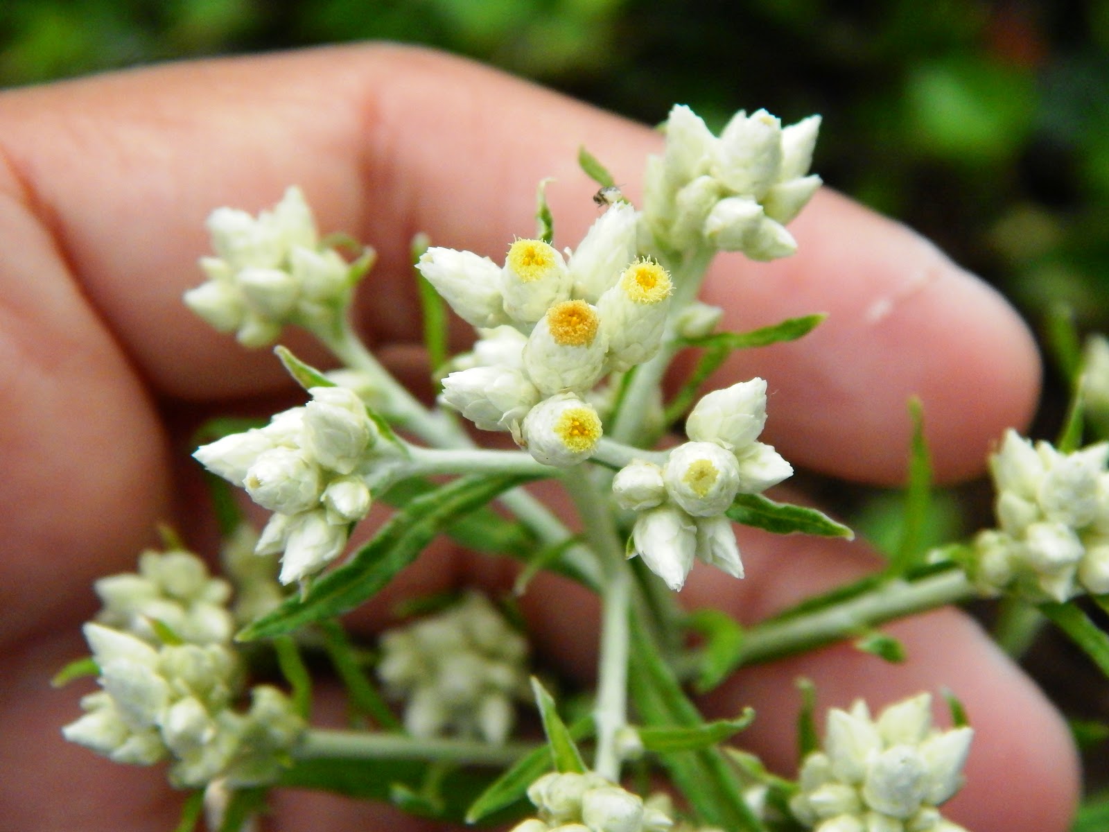 Capital Naturalist by Alonso Abugattas: Sweet Everlasting Rabbit Tobacco