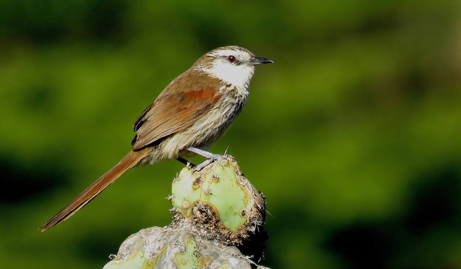 Aves de Cajamarca - Birds of Cajamarca - PERÚ
