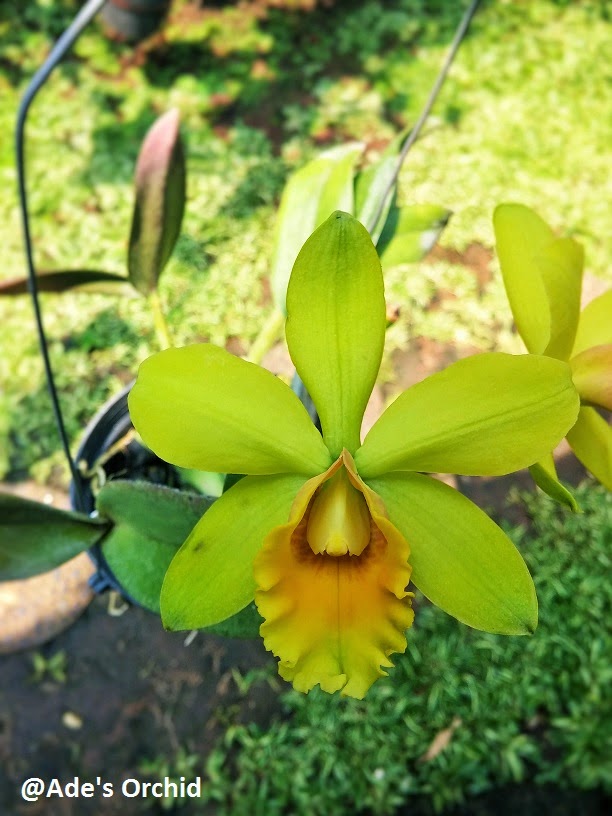 Ade's Orchid: Cattleya Blc. Golden Delicious