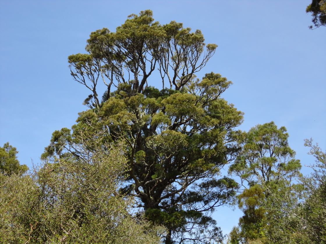 Guacamole In The Trees: Flora of New Zealand!