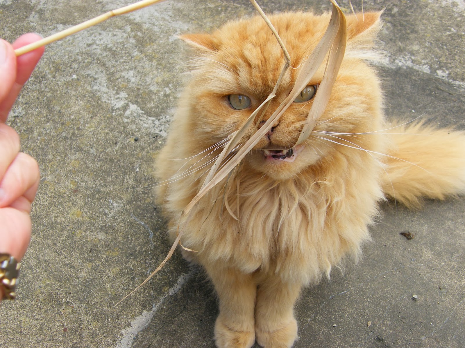 Angel Ginger Jasper: Our tribute : Farewell our beautiful sweet boy xxxxx