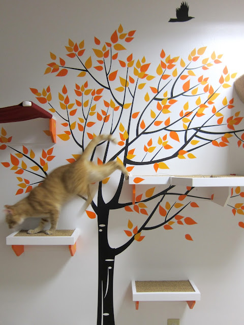 Cat and DOG Chat With Caren: CATIFY TO SATISFY: Simple Solutions for ...