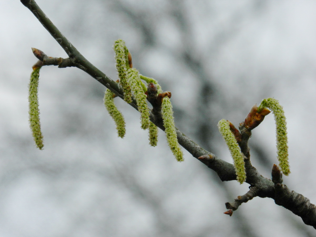LA MULTI ANI, ROMANIA!: Pom inflorit cu matisori