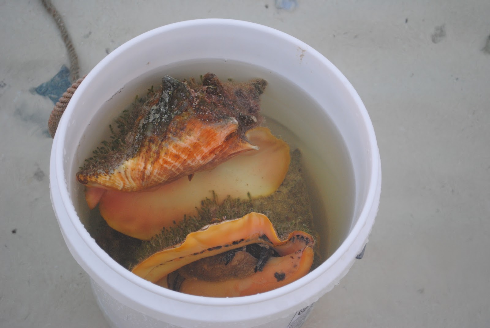 Sailing the Tanqueray: Conch Cleaning