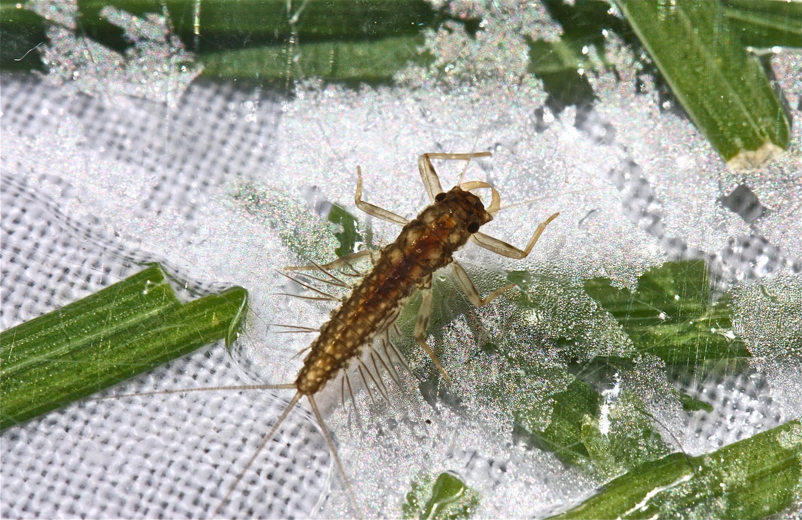 Aquatic Insects of Central Virginia: Montana Insects, Part II.: More ...