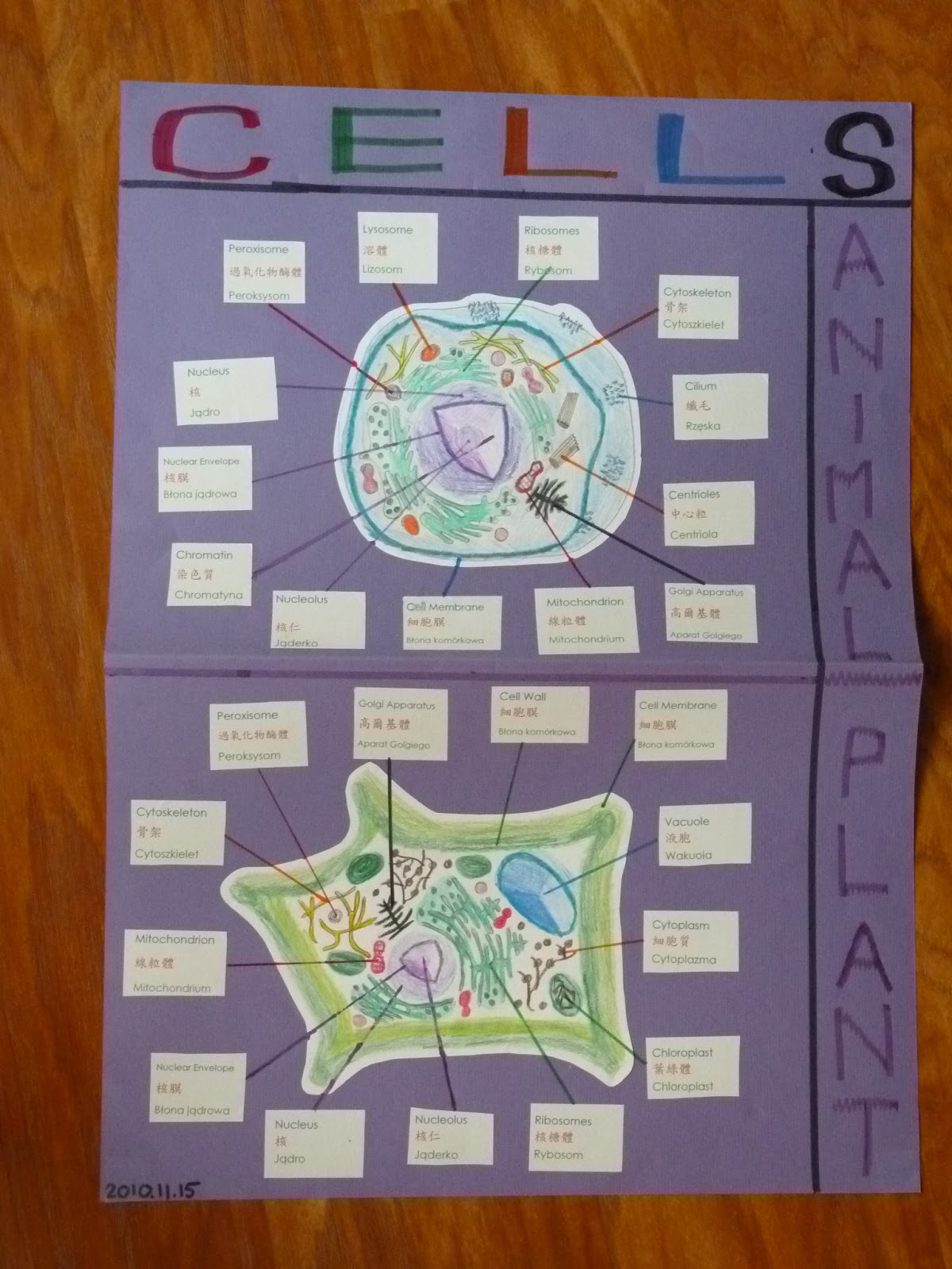 My Newsroom: Biology: How a cell is build