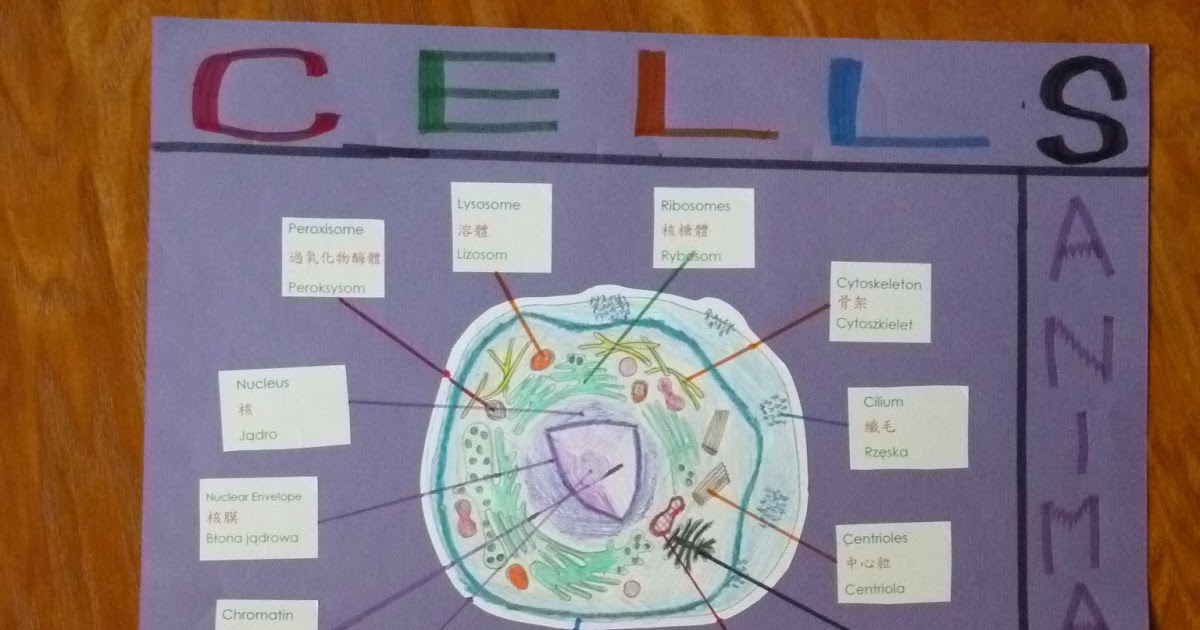 My Newsroom: Biology: How a cell is build