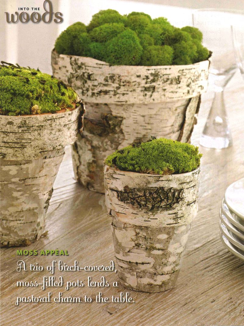 Ashbee Design: Harvesting Birch Bark for Crafts