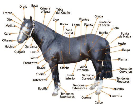 Los caballos: Los caballos