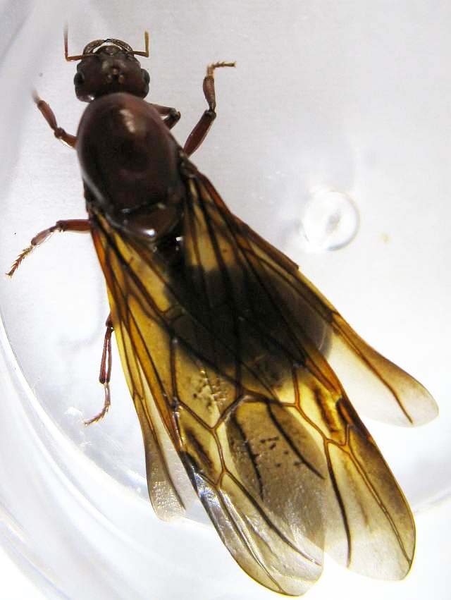 Photos and Info on Ants and Termites of Malaysia: Asian Army Ants ...