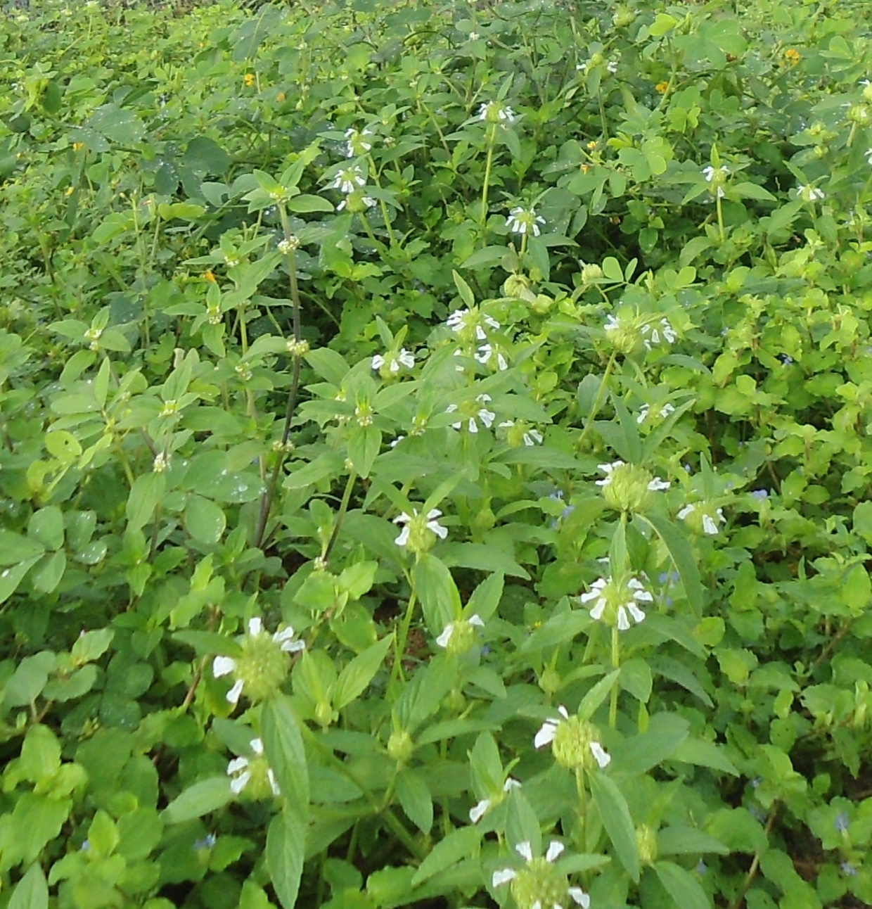 'Puja' Flowers and other things used in 'puja' (Hindu Worship).: Dhruva ...