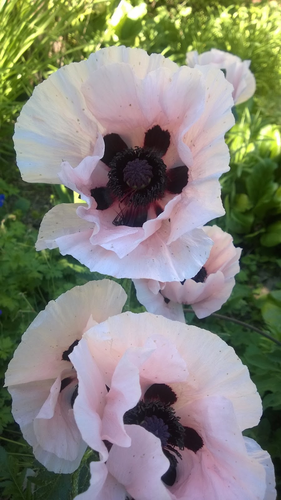 Vallaton mummeli: Väärä nimi unikolla