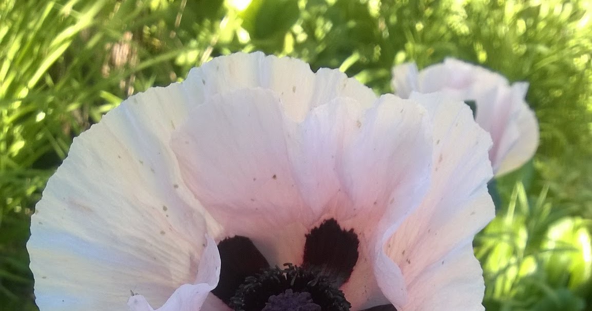 Vallaton mummeli: Väärä nimi unikolla