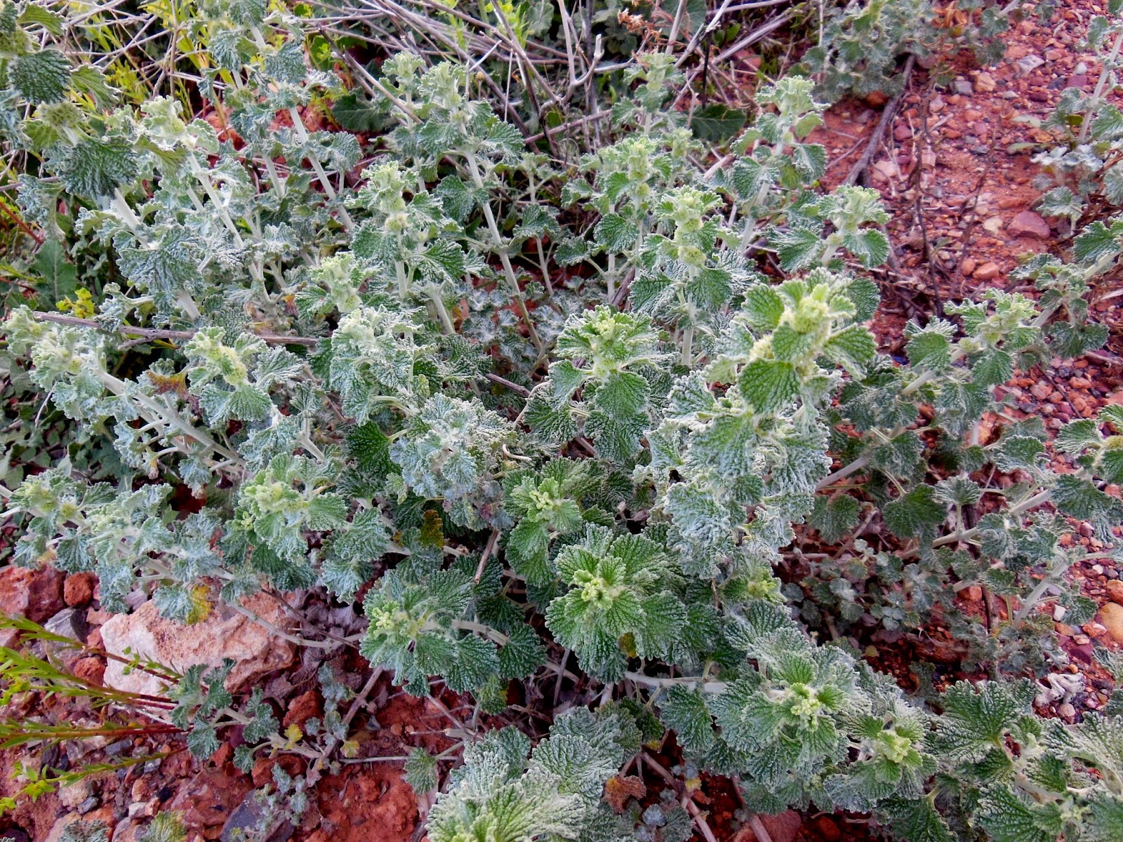 Mi herbario particular: MARRUBIO BLANCO (Marrubium vulgare)