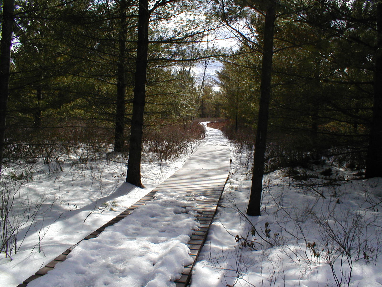 Onestep Outdoors!: Garcelon Bog Conservation Area