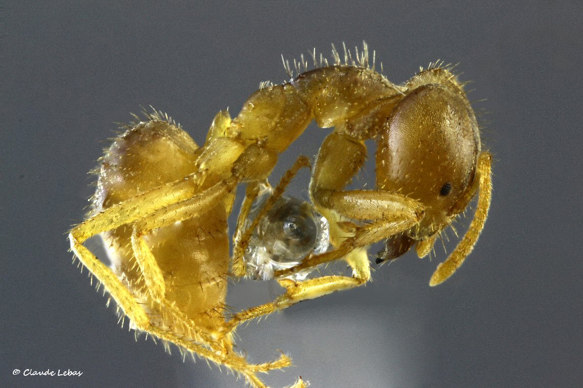 fourmis du Vietnam: Pseudolasius silvestrii