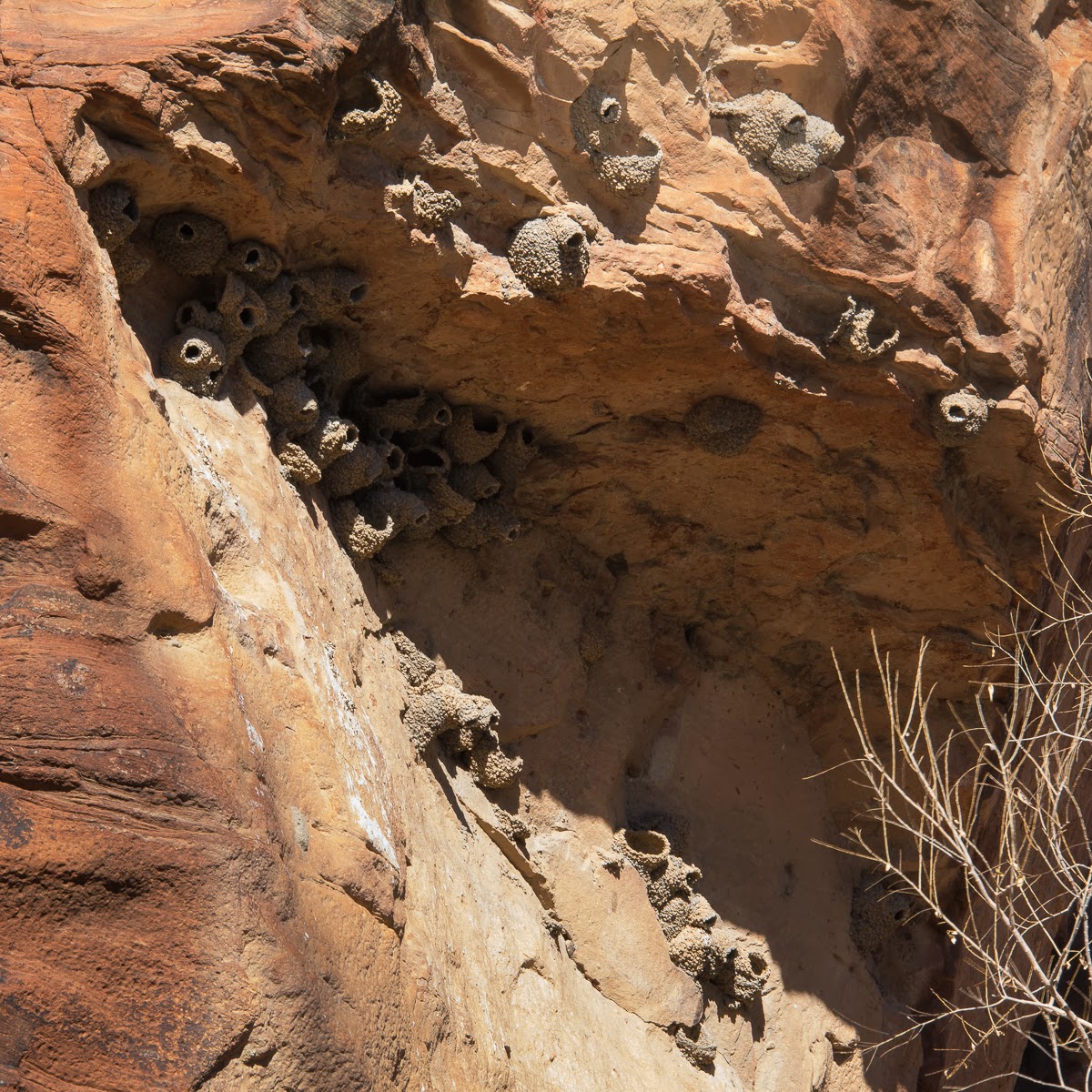 A Tree Falling: Two Buttes Reservoir State Wildlife Area