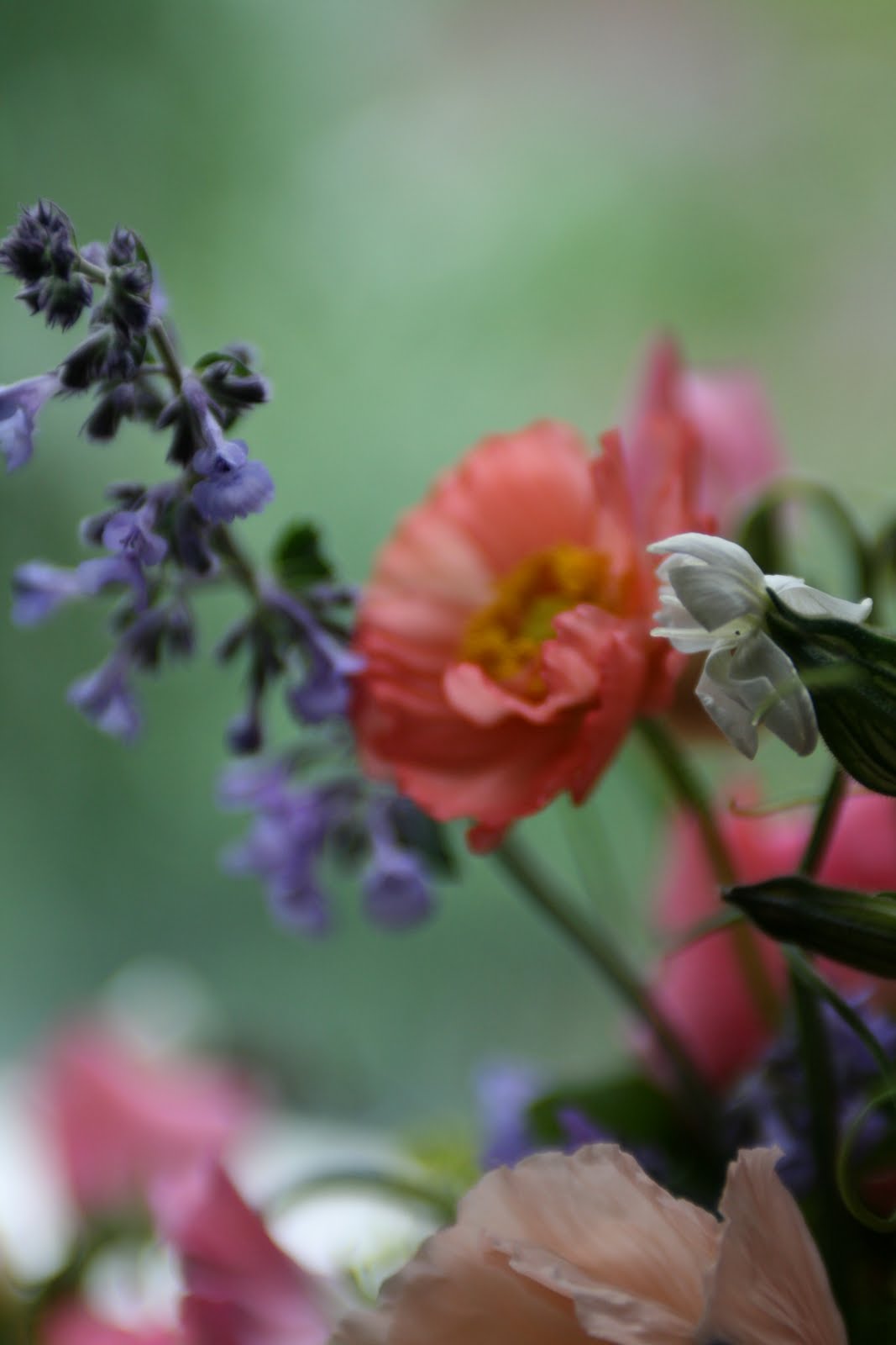 My Favorite Color Combo - Floret Flowers