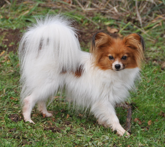 Road's End Papillons : Phalene Brother + Papillon Sister