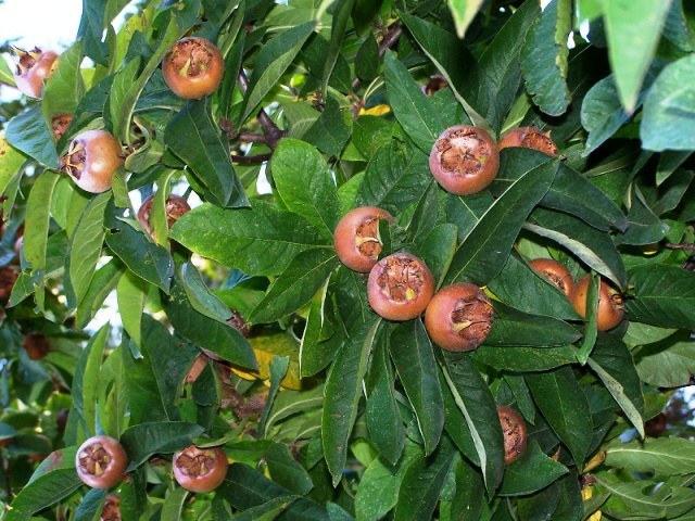 JARDIM MINHOTO: PODA DA NESPEREIRA