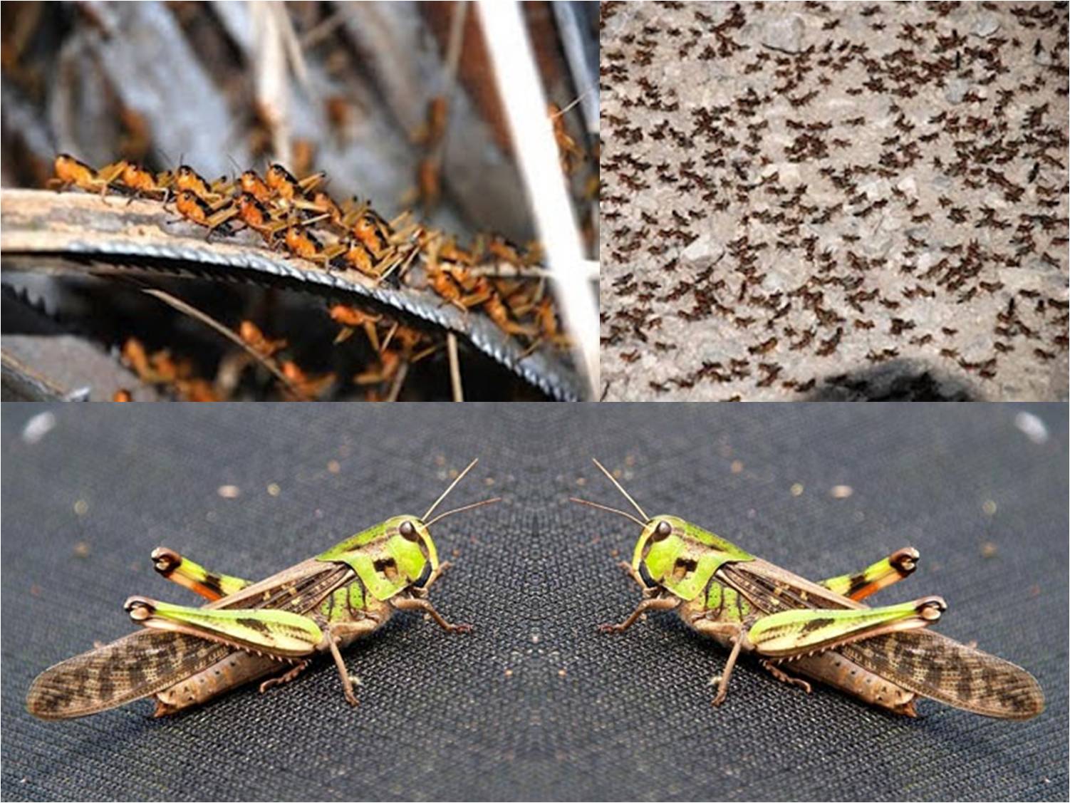 saungURIP: Jenis-jenis Belalang