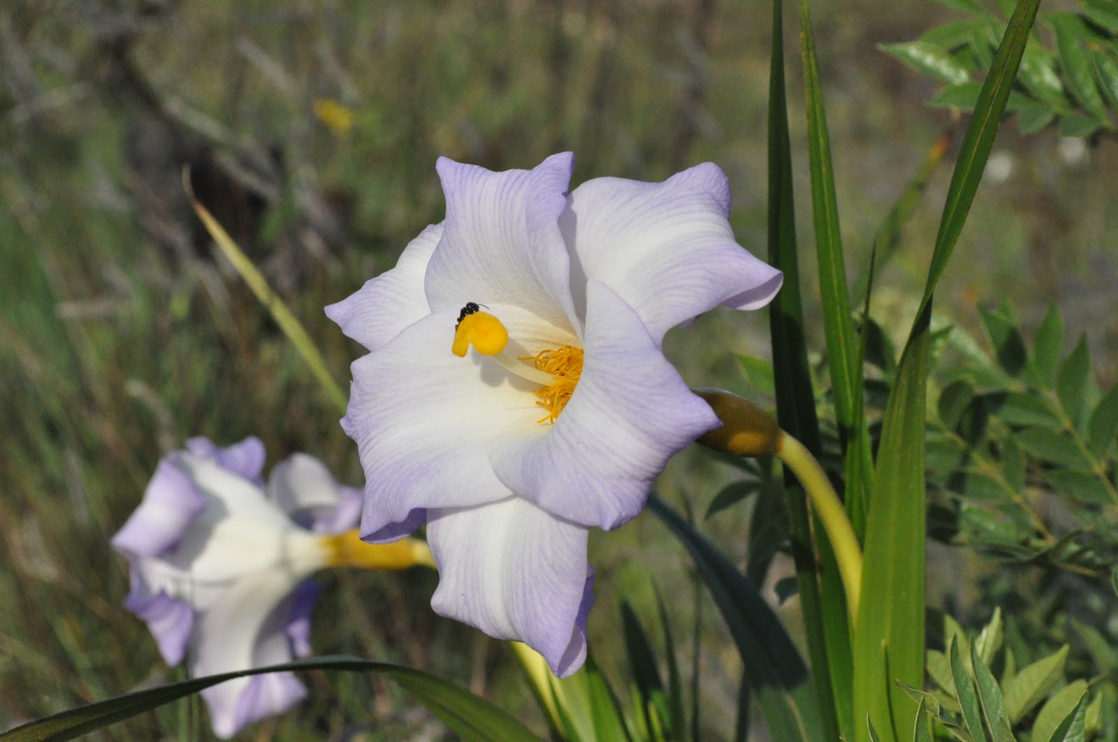 RPPN Nascentes do Rio São Francisco: Flora do Cerrado