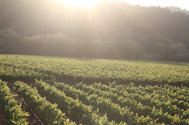 Holy Horticulture: Lord of the Vineyard