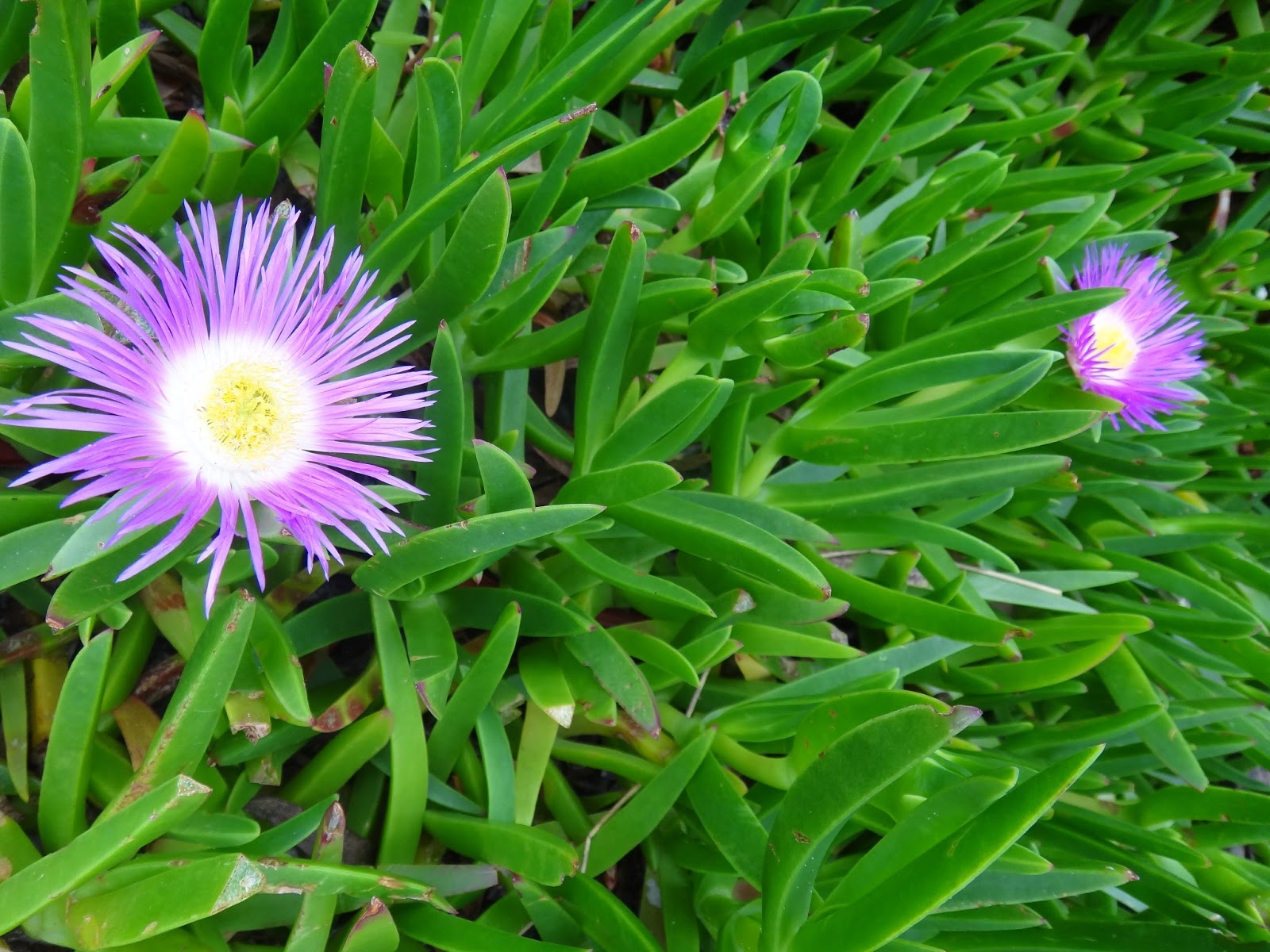 Mônica Cipelli: Suculenta