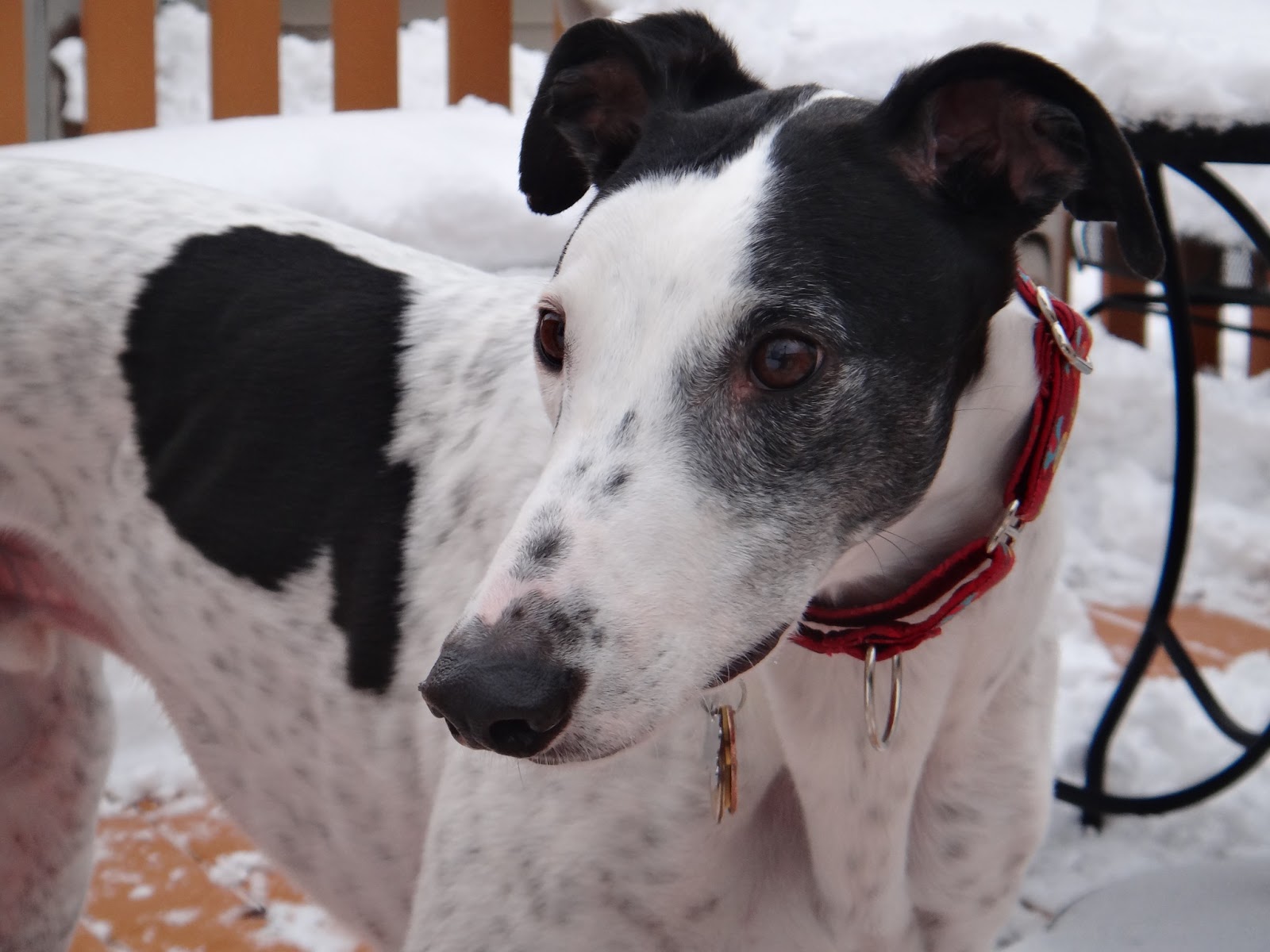 Northern Lights Greyhound Adoption Dog Blog: NLGA Photo Roundup ...