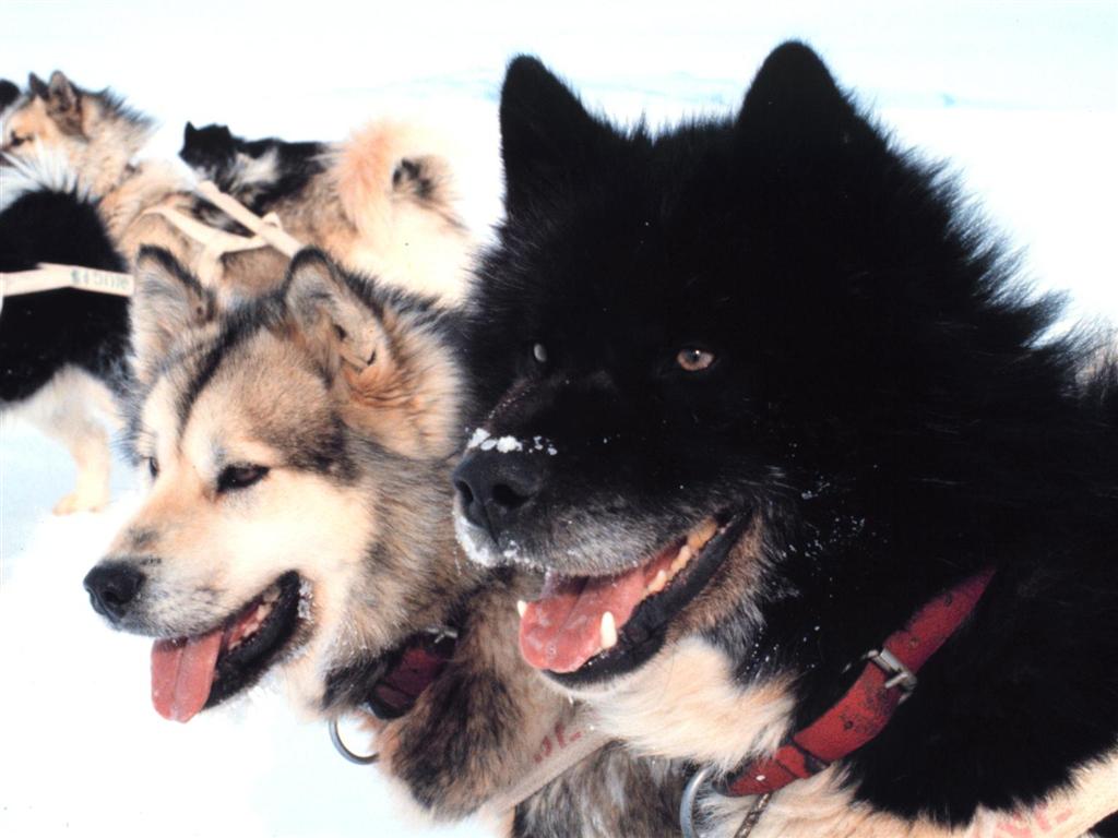 Best Sled Dogs Wallpaper | Wallpaper ME